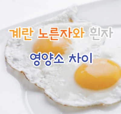 계란 노른자와 흰자 영양소 차이