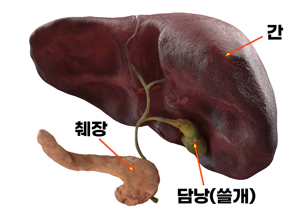 췌장의 모양과 위치를 알아보자