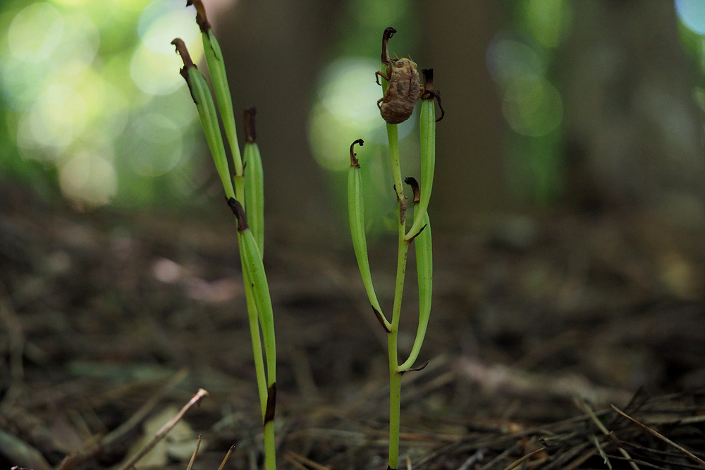 대흥란(난초과 보춘화속) Cymbidium macrorhizon Lindl.
