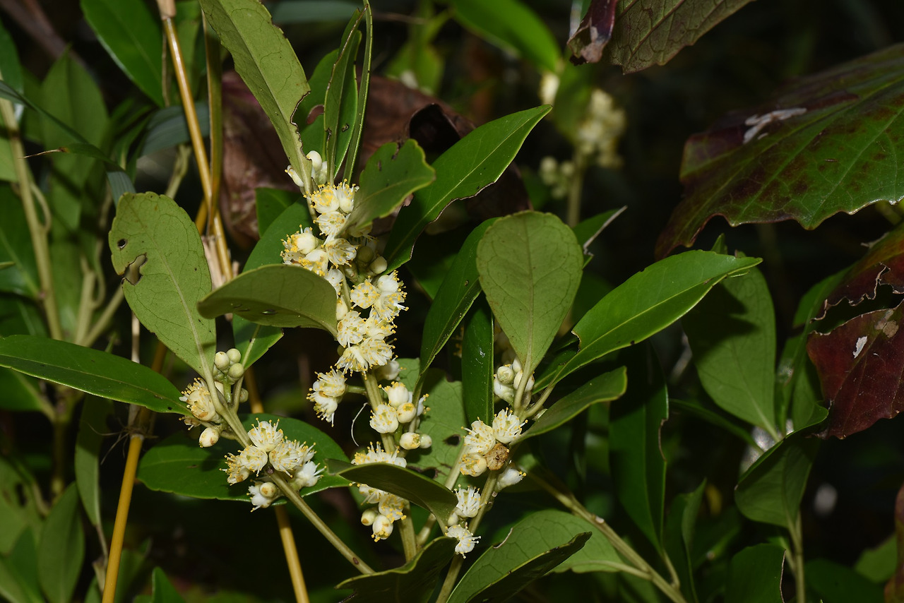 사철검은재나무(Symplocos nakaharae (Hayata) Masam.)의 분류학적 실체 및 국내 분포 _54회 한국식물 ...