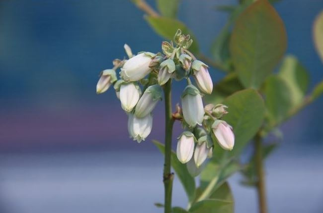 스노우체이서(Snowchaser)