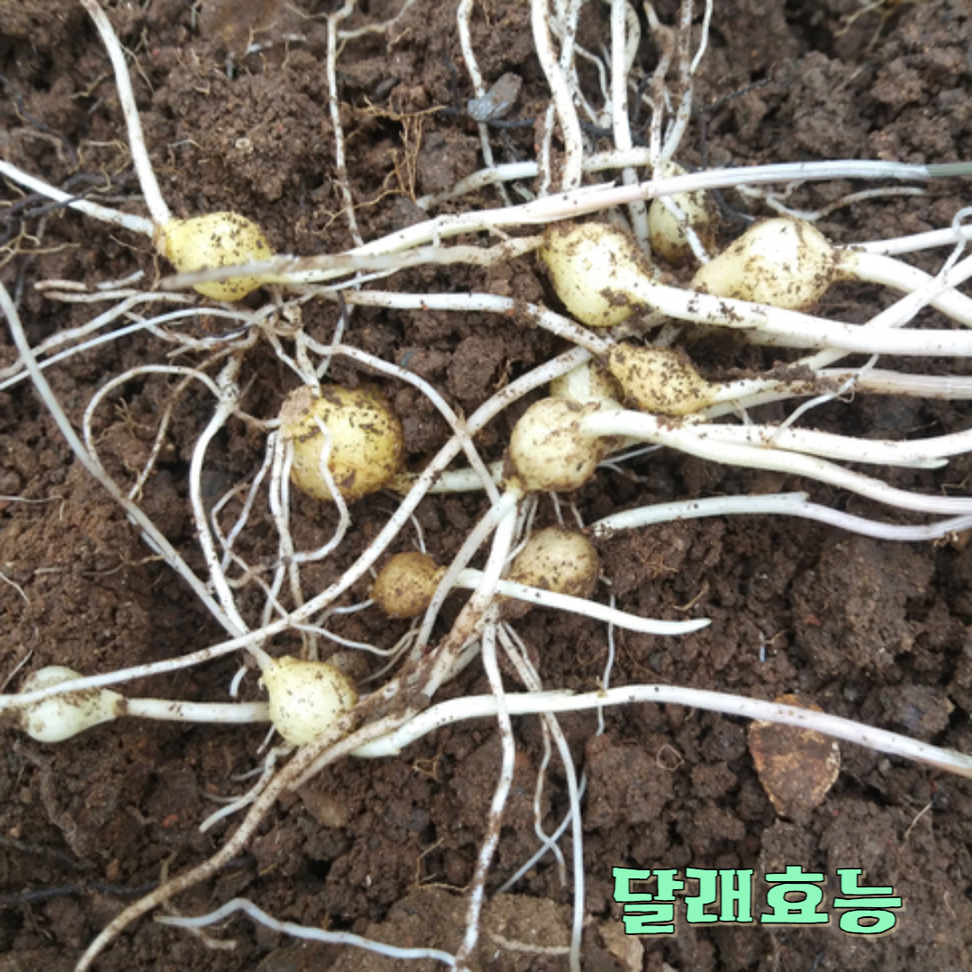 달래 효능 영양성분 고르는법 부작용