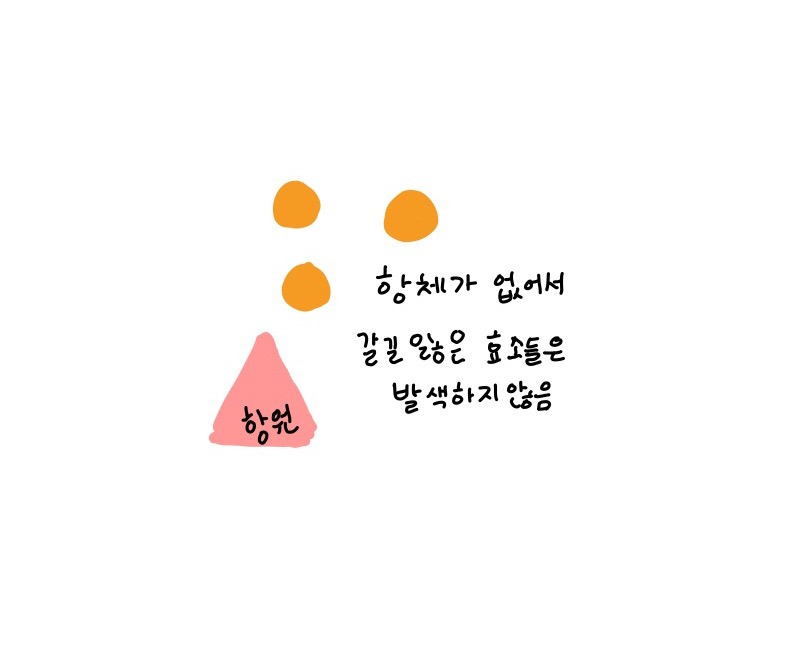 효소 결합 면역 흡착 분석elisaenzyme Linked Immunosorbent Assay 원리 프로토콜 하는 이유