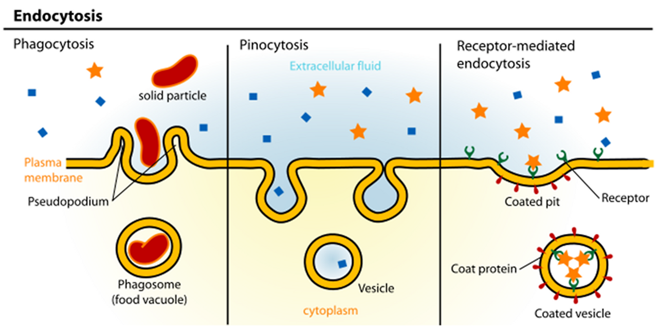 세포생물학 62 Exocytosis세포외유출 Endocytosis세포내유입