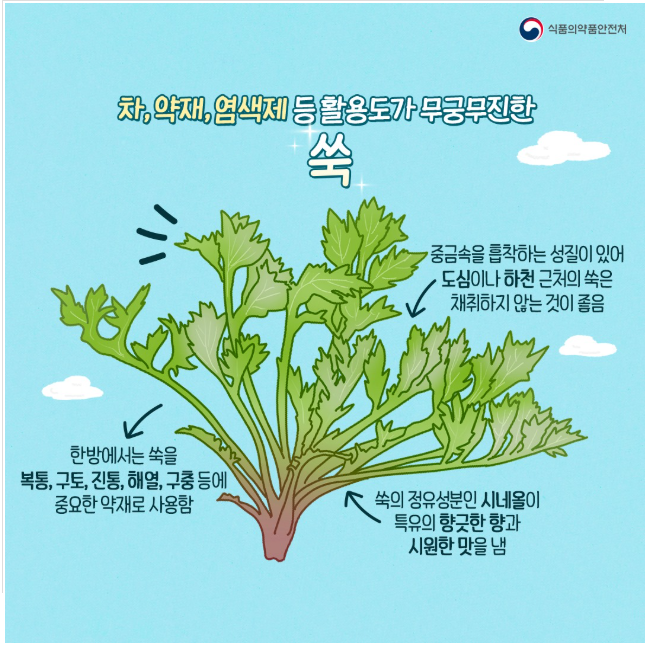 캐는 쑥 뜯는쑥