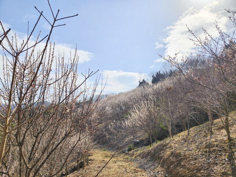 능전수목원 정원이야기부산창원근교 경남 함안 매화명소 매화정원 구경 매화전경