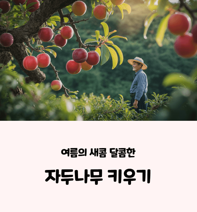 자두나무 키우기 종류 가지치기 방법 약치는 시기병충해 묘목 심기 꽃 수확시기