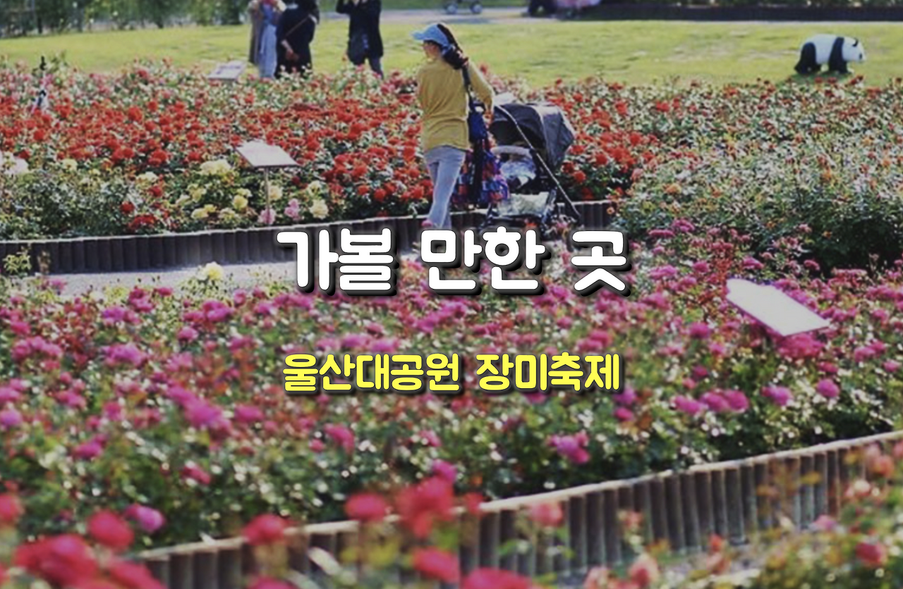 가볼만한곳 울산대공원 장미축제