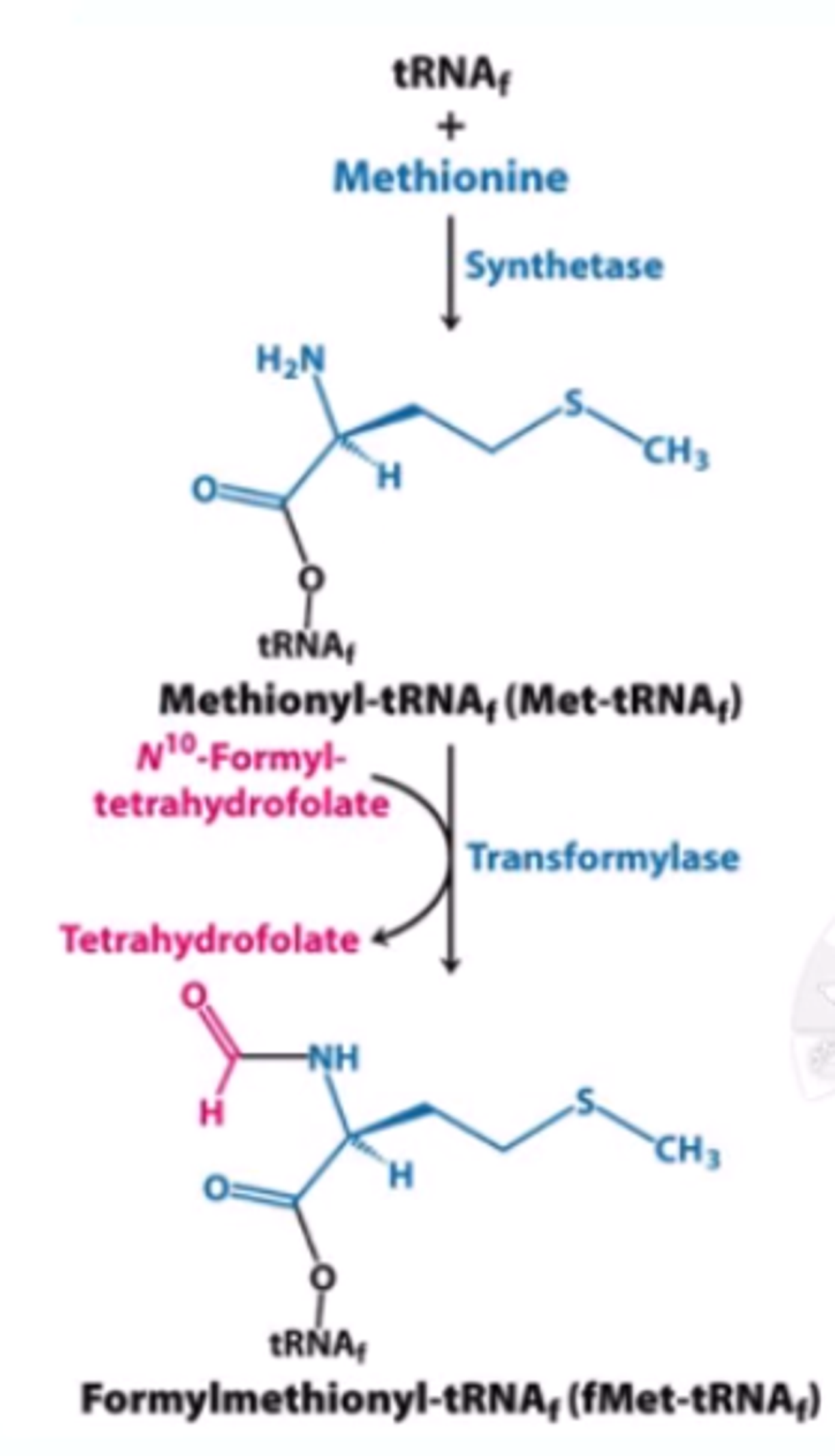 [분자생물학] 17.1 : 세균에서의 번역 개시(bacterial translation initiation) - 2