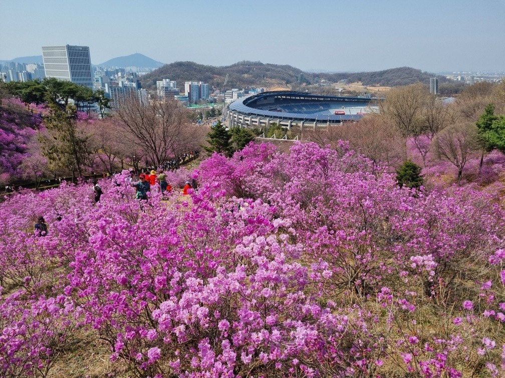 진달래꽃 진달래 개화시기 And 진달래 키우기 진달래 축제 산행지 꽃말