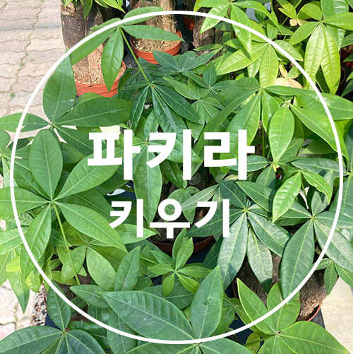 파키라 키우기 가지치기 번식 물주기 방법