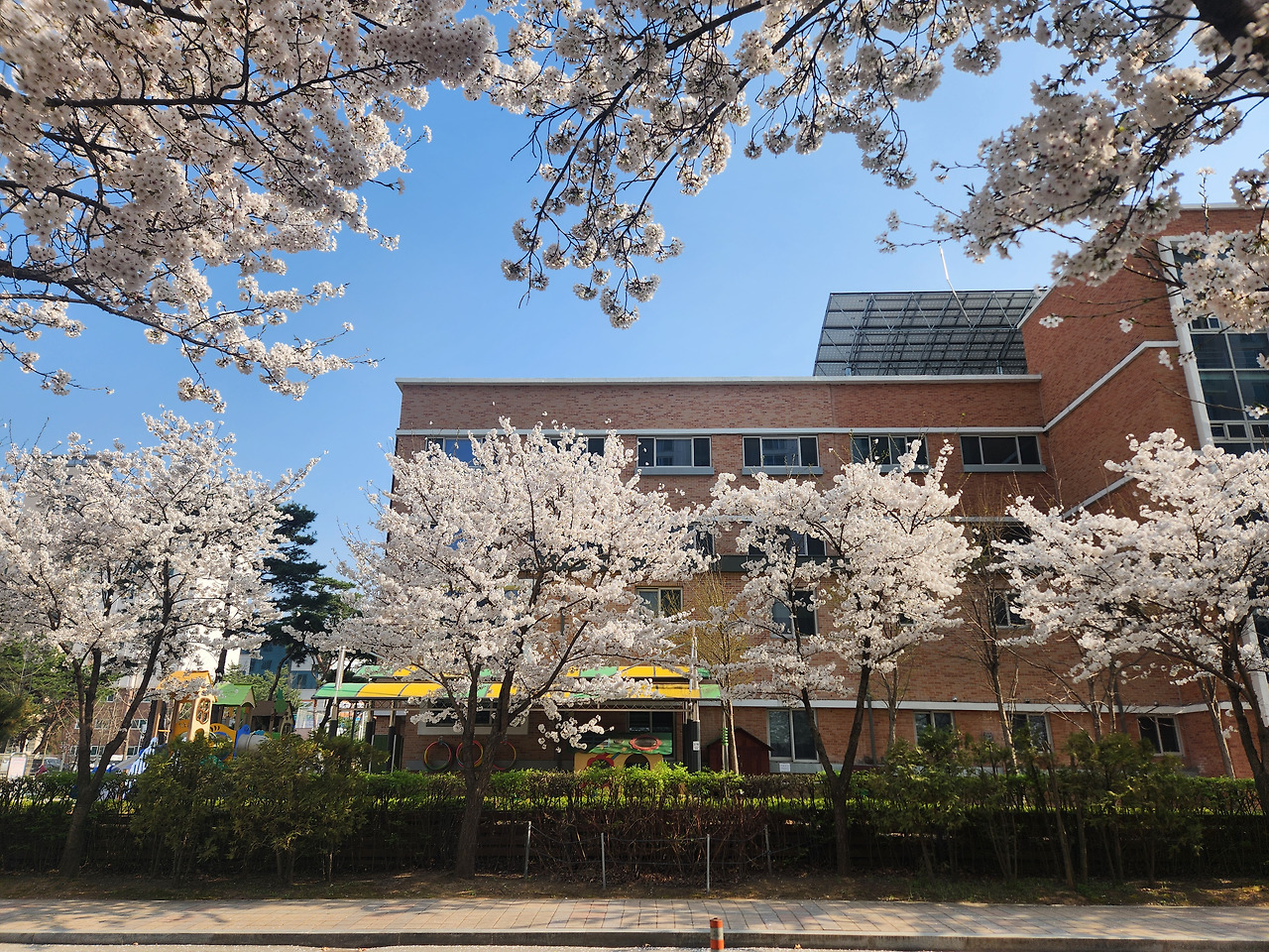 춘천 벚꽃 명소 베스트 10 부귀리공지천수자원공사한림대 에리트아파트강원도립화목원석사천우두동 뚝방길카페 파머스가든