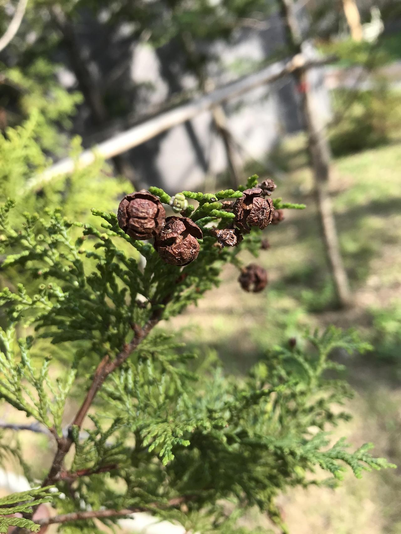 측백나무과 흔히 보이는 세가지 나무 구분 측백나무 편백 화백