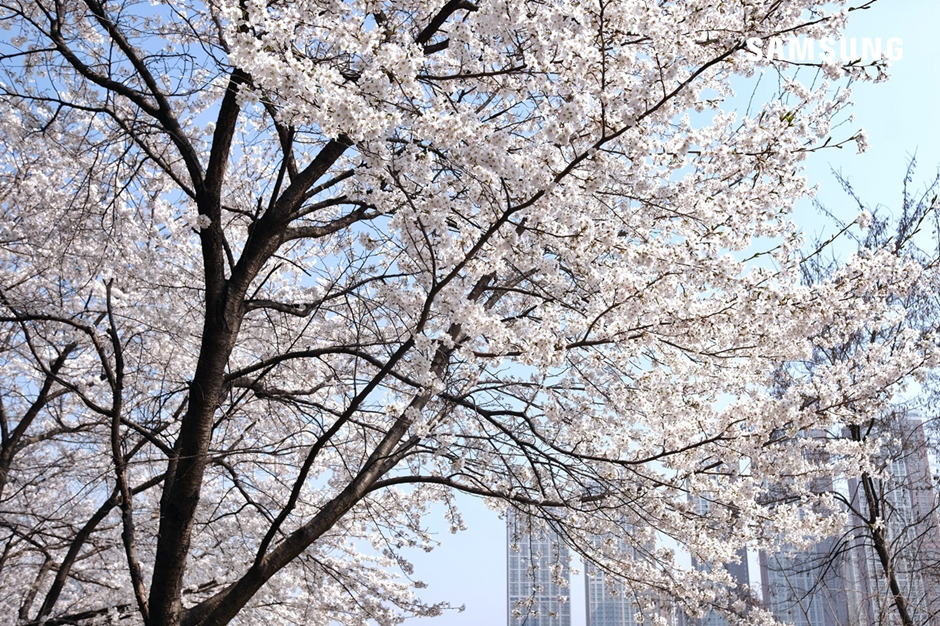 동탄 벚꽃 명소는 어디 4월에는 로 벚꽃 구경 떠나요