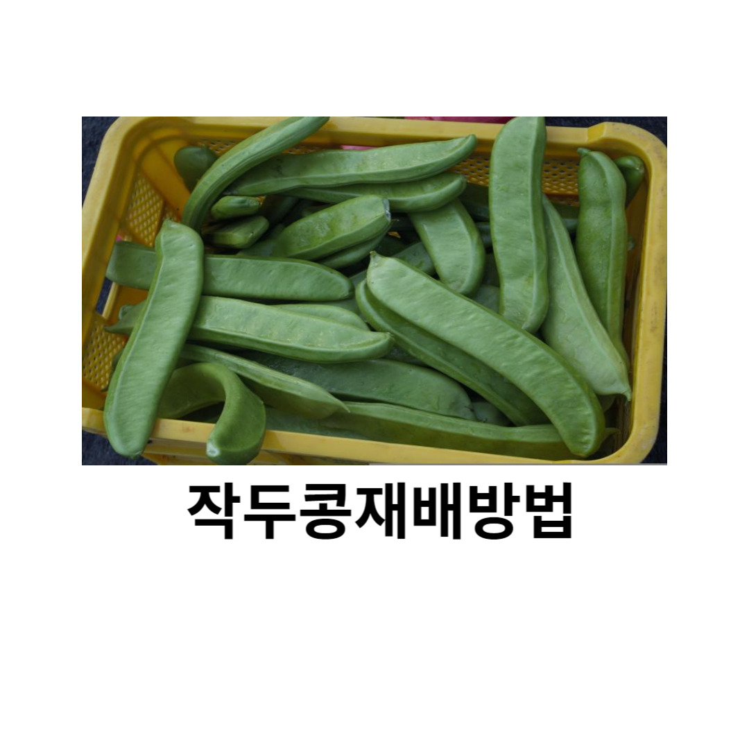 건강에 좋은 작두콩 직접 키워 작두콩차 만들어 드세요 심는시기 재배방법
