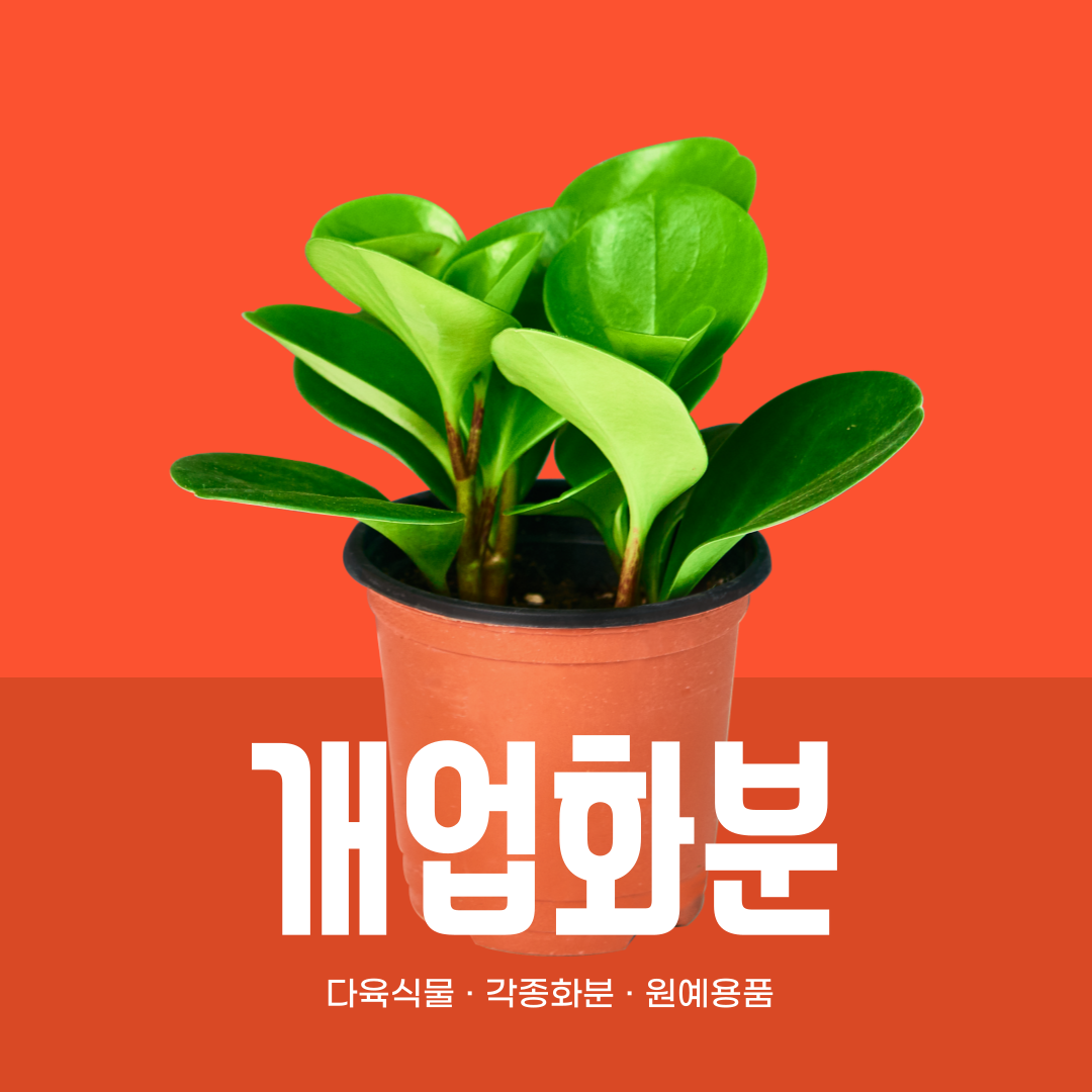 개업화분ㅣ개업식 축하화분