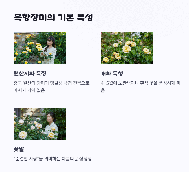 목향장미 키우기 삽목 및 묘목 심는 시기 및 방법 월동 개화시기 꽃 꽃말