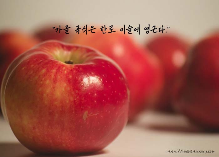 한로 뜻 찬 이슬이 맺힌다