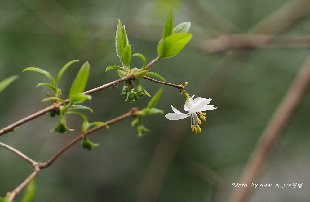 길마가지나무(인동과 인동속) Lonicera harae Makino