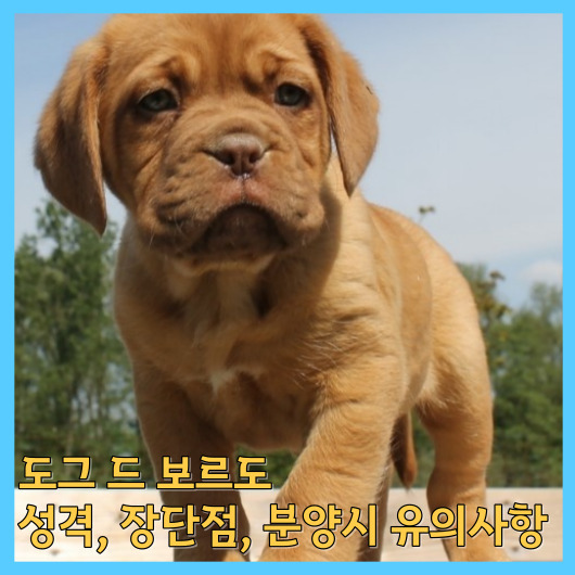 도그 드 보르도 성격 장단점 분양시 유의사항
