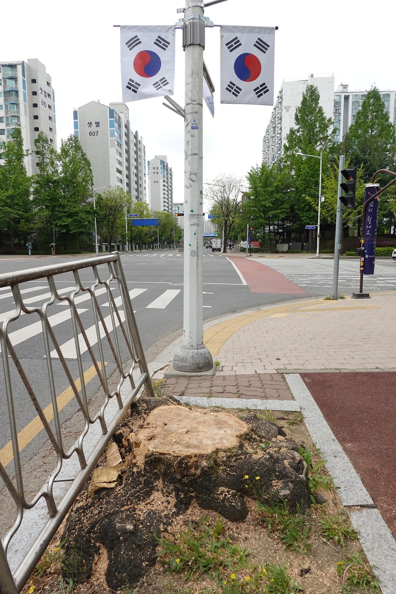 20230425 안양 부림중 정문앞 베어진 굵은나무 한그루 에공