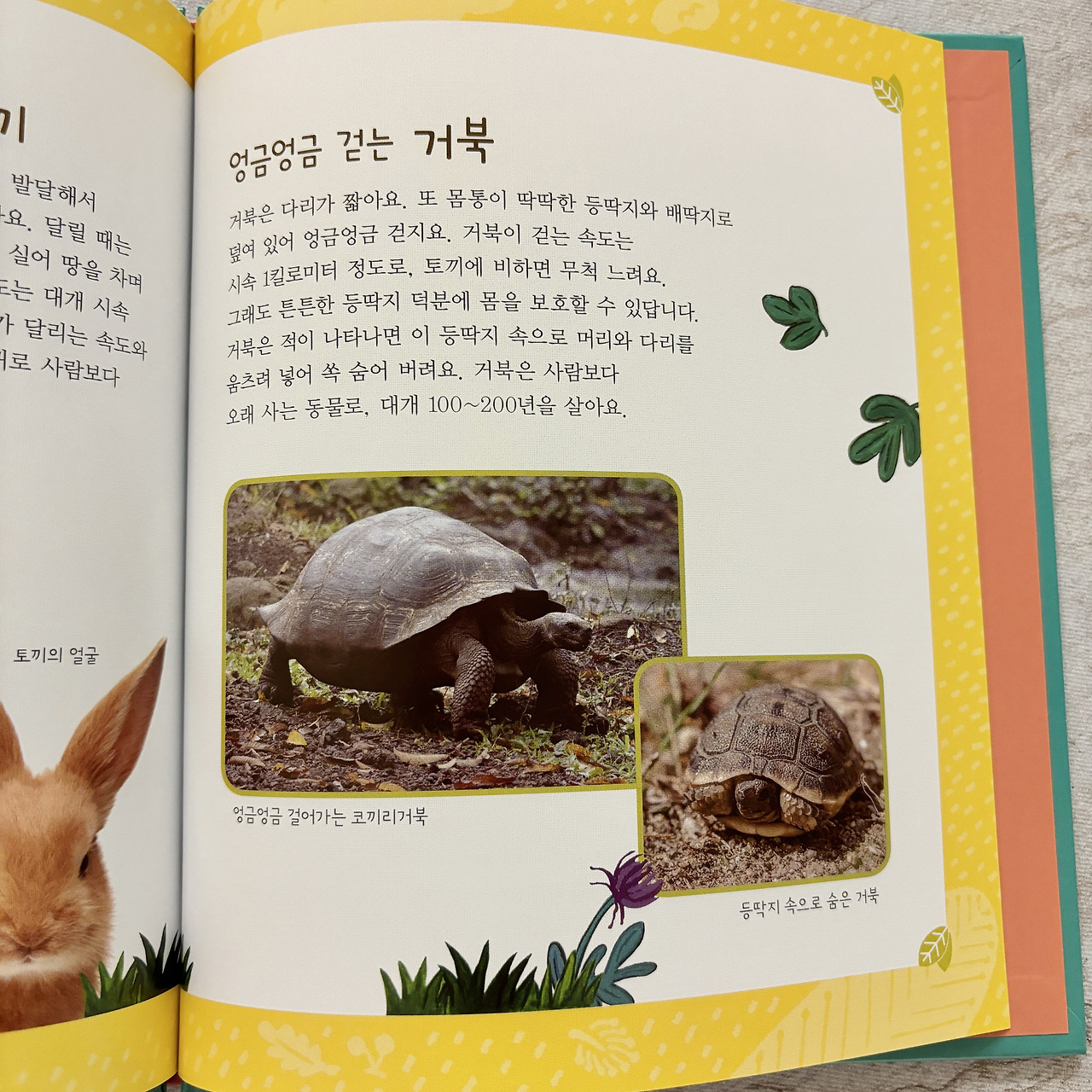 베스트 이솝우화 5세 6세 소전집 추천 그레이트북스 소전집 이솝우화책
