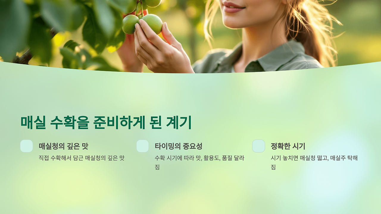 매실 수확시기 남부지방 중부지방 청매실 황매실 홍매실