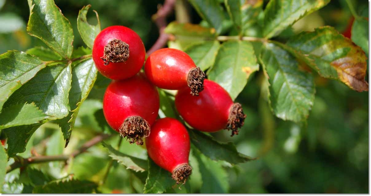 로즈힙rosehip 효능 및 부작용 활용 방법