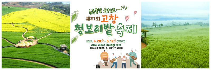 2024 고창청보리밭 축제 기본정보 리뷰 공연 일정 체험 프로그램 정보