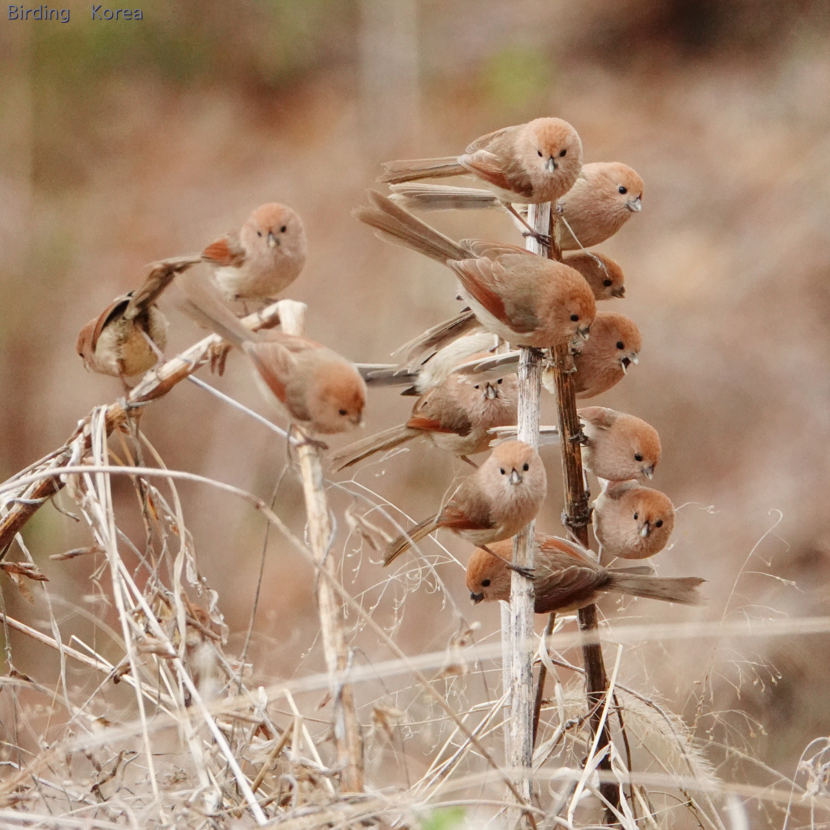 Birds of South Korea, Residents