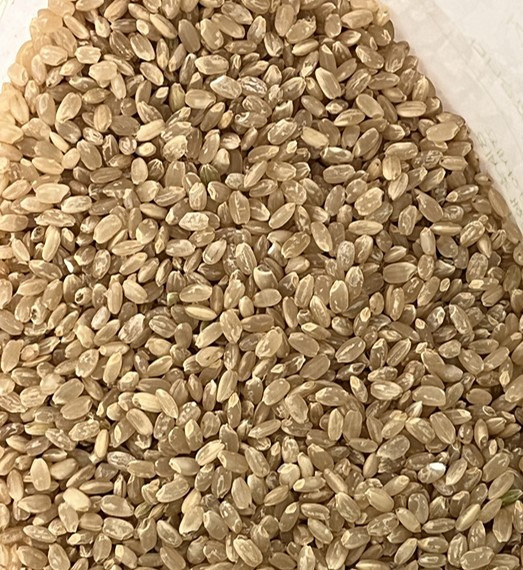 현미밥 짓는 법(현미 발아현미 차이, 현미 씻는 법, 현미 불리는 시간)