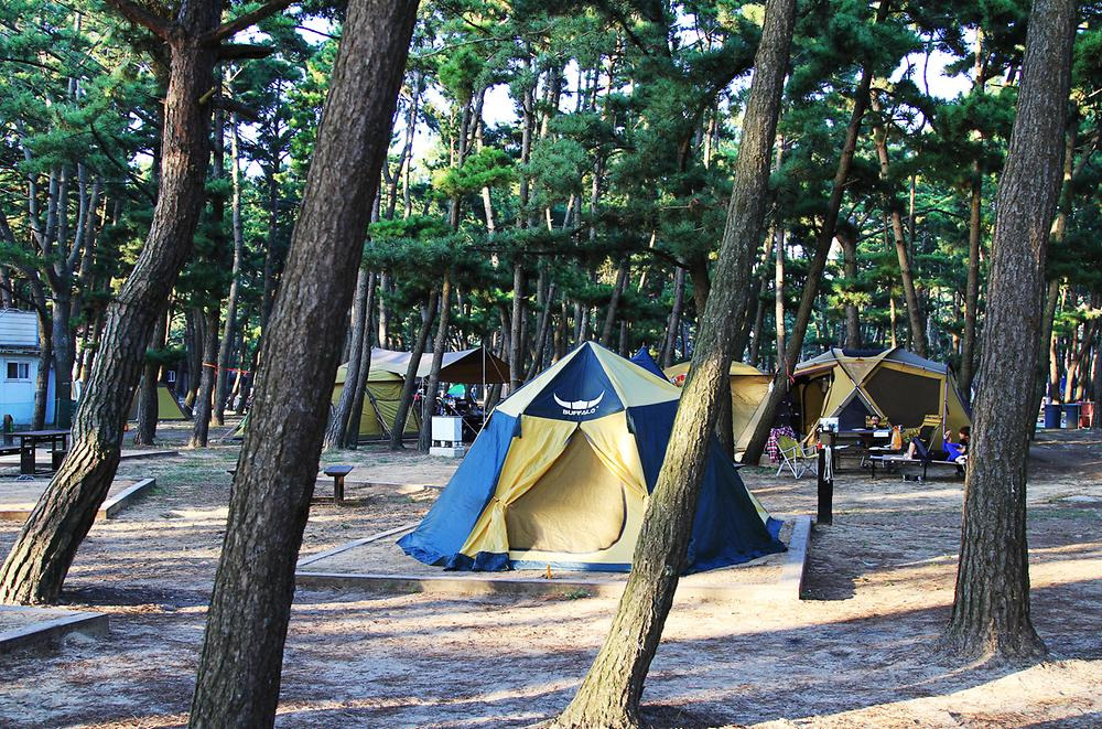 국립공원 몽산포 자동차야영장 장단점과 이용 및 예약 방법오토캠핑장