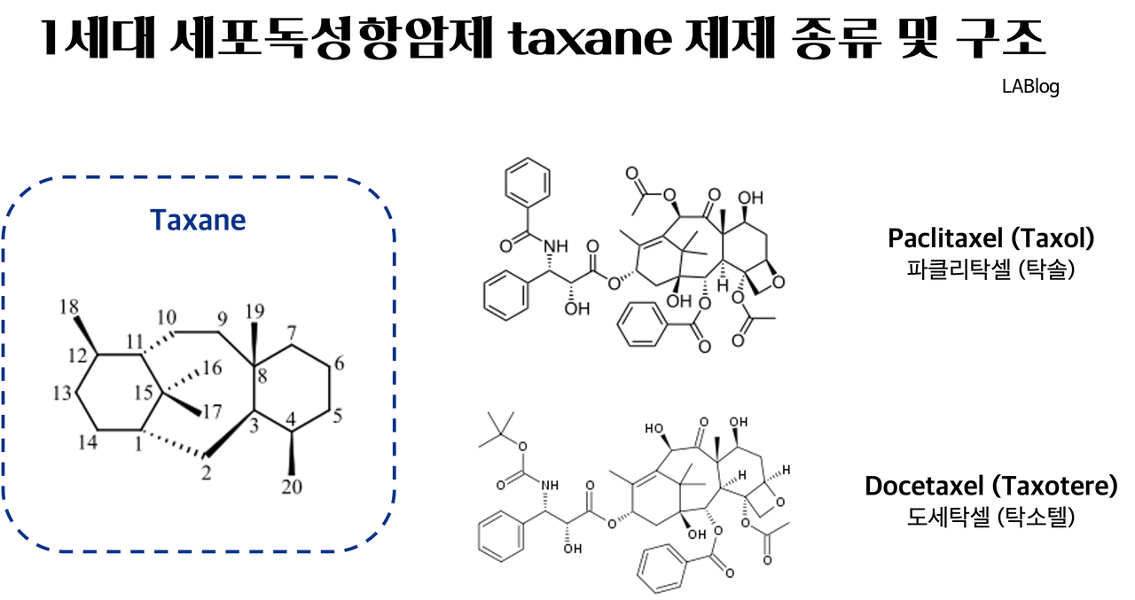 1세대 세포독성항암제 종류, 특징 및 작용기전 정리 | 5. Taxane 제제 (paclitaxel, docetaxel 등)