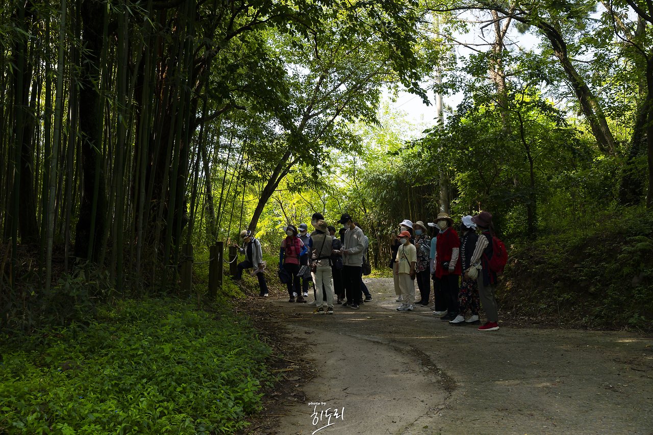 예전에 방문했을때는 그냥 걷기만 걸어서 뭐가 뭔지 잘 몰랐지만 올해는 해설가님 때문에 곳곳의 숨겨진 나무들과 역사를 알수가 있었습니다