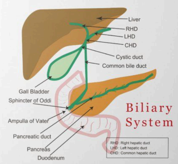 담관 질환 분류 (Biliary disease ) :: ultrasound study