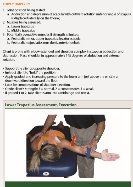 하부승모근(lower trapezius) 근력평가MMT (muscle manual test) :: Conditioning ...