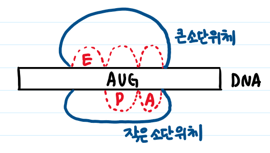 생물 임용 노트 번역 1 Rna 종류와 기능 Rrna와 리보솜