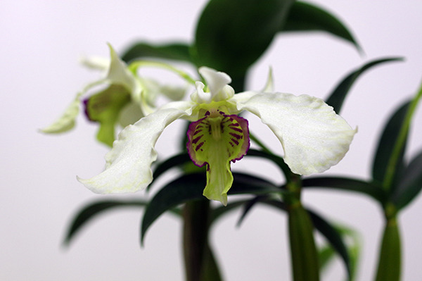 덴드로비움 로도스틱툼(Dendrobium rhodostictum)