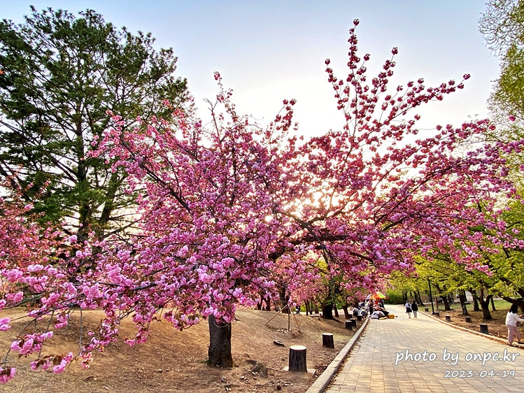 경주 여행 겹벚꽃왕벚꽃의 명소 불국사에 다녀왔어요 Onpc