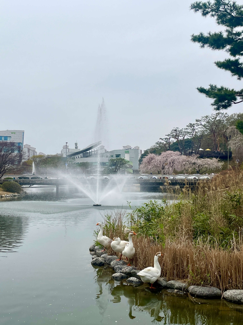 대전 벚꽃 명소 카이스트 어은동산 벚꽃길