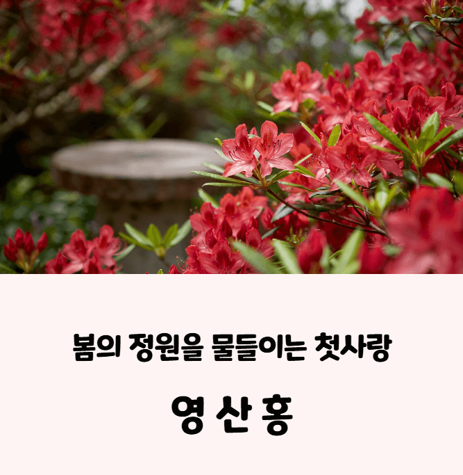영산홍 키우기 영산홍과 철쭉의 차이 개화시기 꽃 전지시기 꽃말 병충해 관리