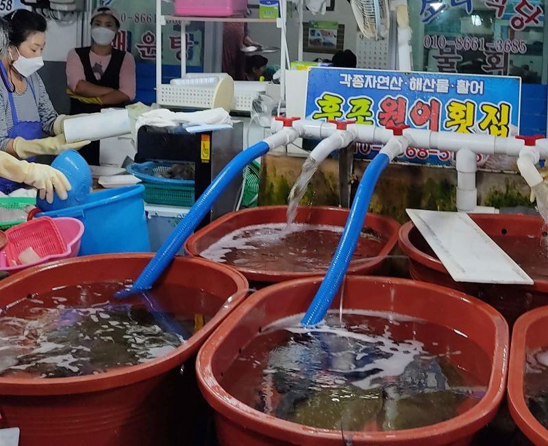 저렴한가격에 가득가득 눌러담아주는 후포어시장 회센터 원이횟집