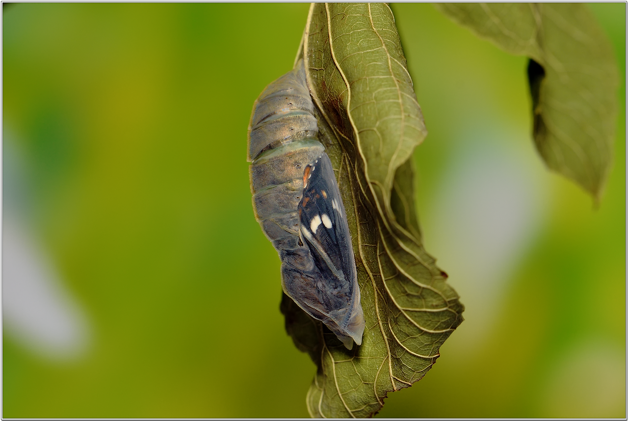 수노랑나비 암컷 우화 :: 녹운 의 접사 사진 블로그