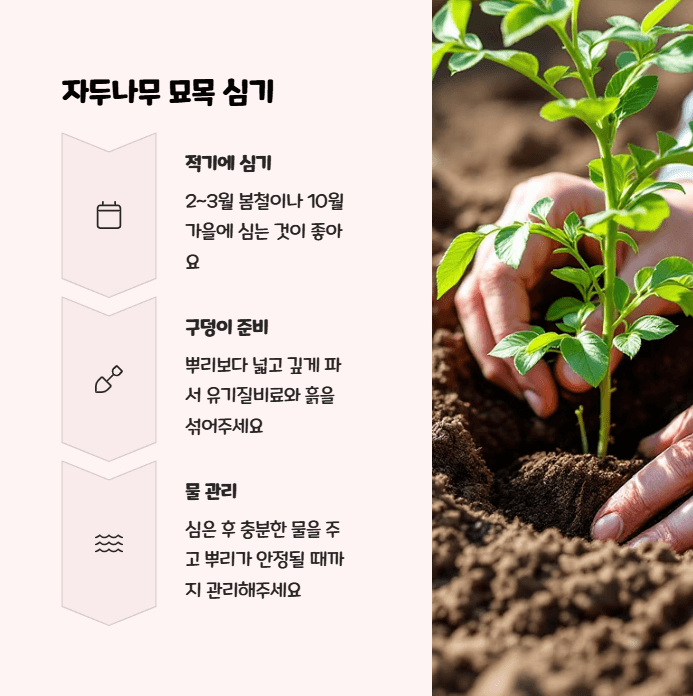 자두나무 키우기 종류 가지치기 방법 약치는 시기병충해 묘목 심기 꽃 수확시기