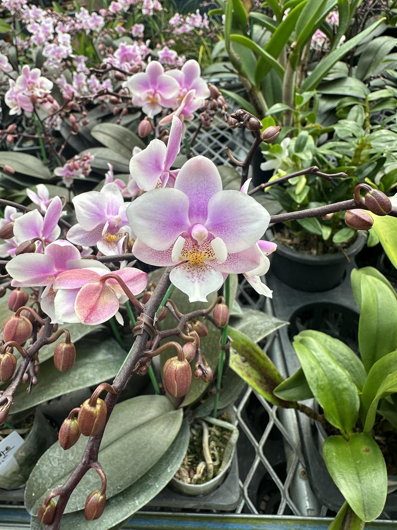팔레놉시스 스위트하트(Phalaenopsis Sweetheart)