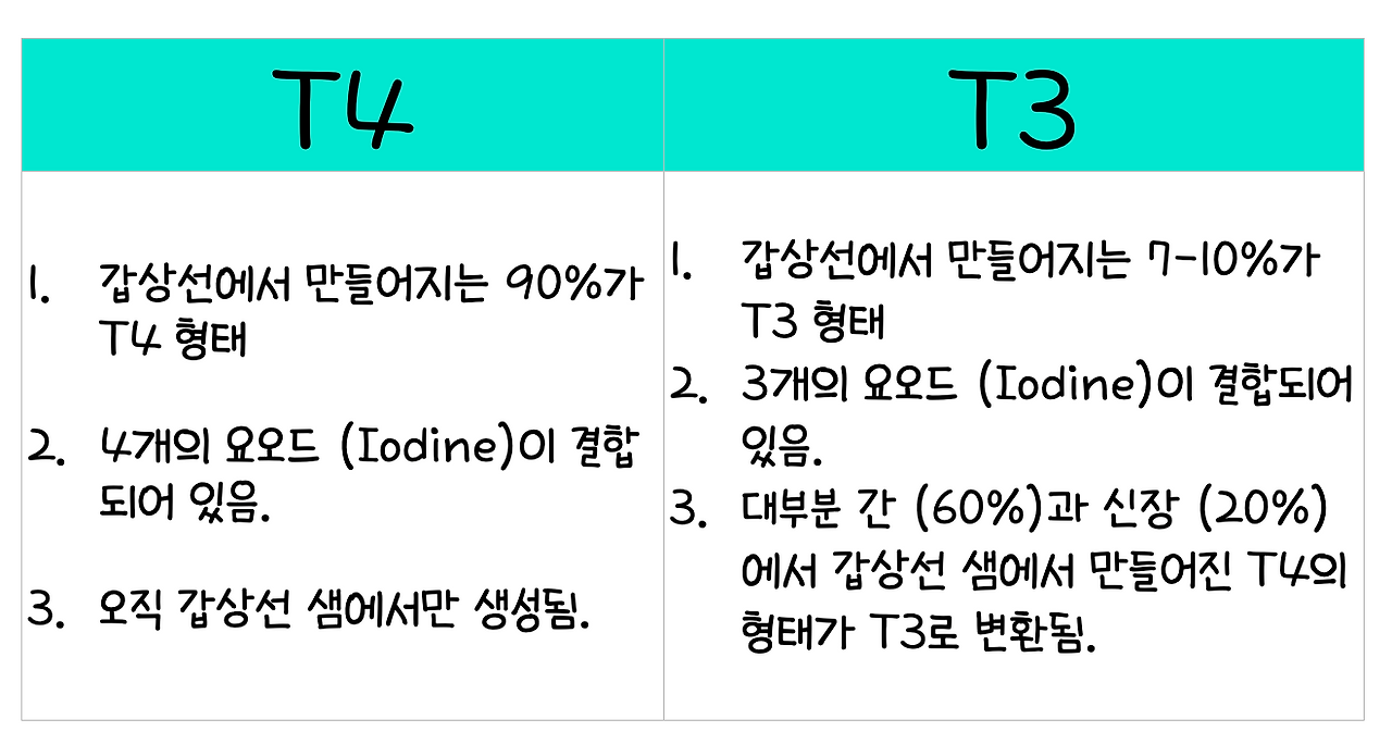 갑상선 호르몬 T4 T3 Ft3 Ft4 갑상선 수치 알아보기