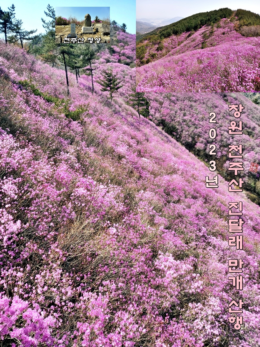 창원 천주산 진달래 만개 산행 천주봉용지봉