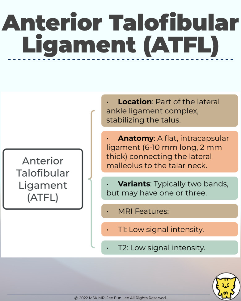 [Essential Path] Anatomy_ MRI Evaluation of ATFL and PTFL Key Features