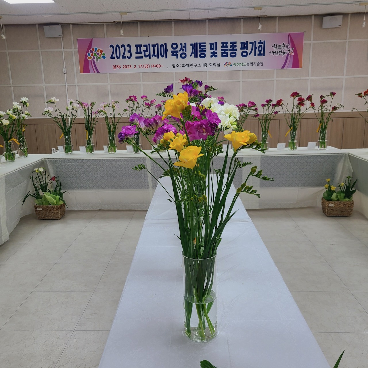 충남도농업기술원 국내 육성 프리지아 계통 30여 종 평가회 개최