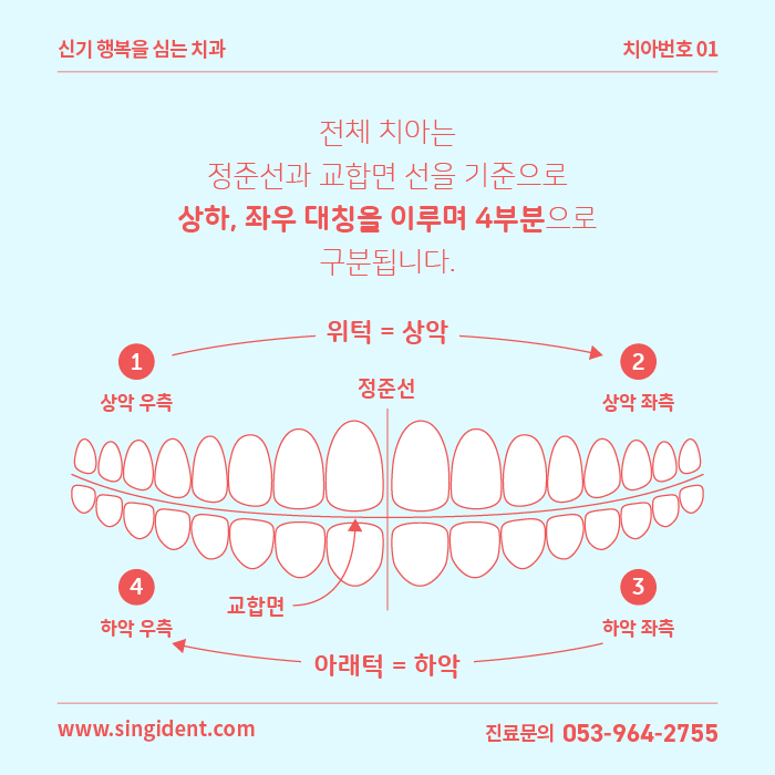 치아종류 치아번호 치아이름 성인치아개수 등 치아 기초 지식 신기행복을심는치과 건강정보